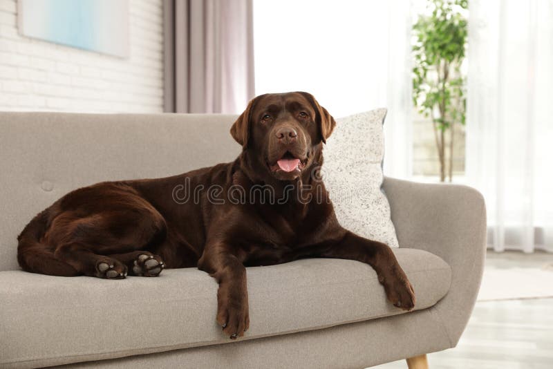 Chocolate Labrador Retriever on Cozy Sofa Stock Photo - Image of ...