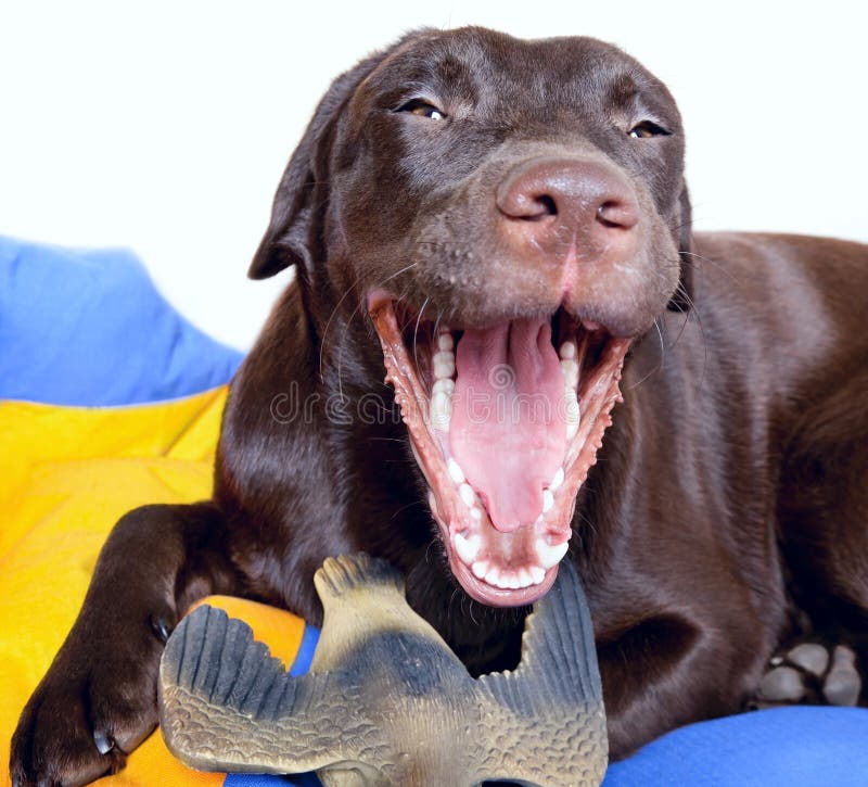 257 Chocolate Labrador Retriever Paws Stock Photos - Free & Royalty ...