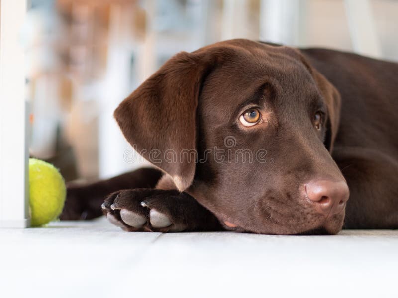 Chocolate Labrador Retriever Dog Stock Photo - Image of friend, playful ...