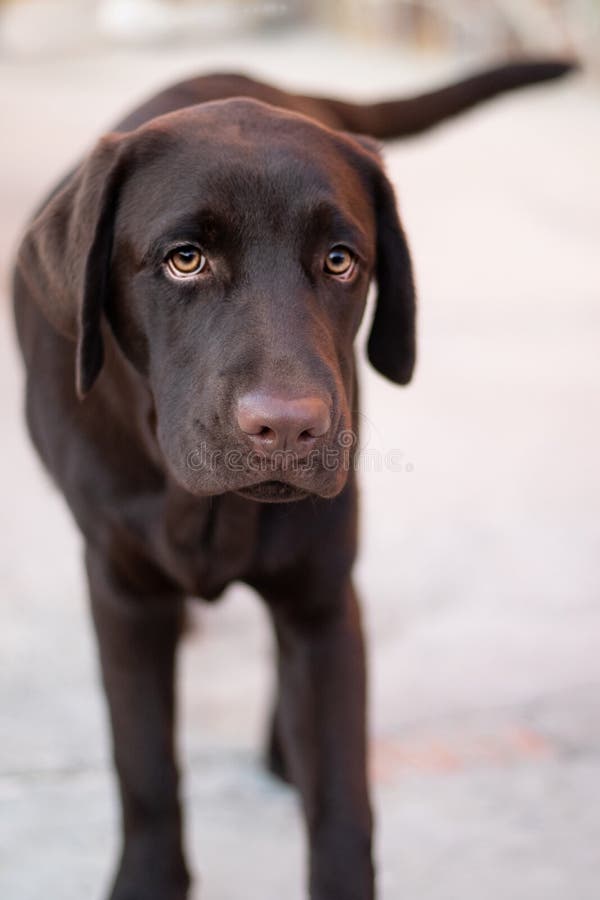 Chocolate Labrador Retriever Dog Stock Image - Image of cute, ears ...