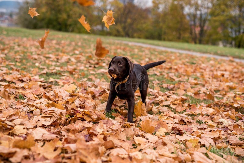 Chocolate Labrador Retriever Dog is Playing in the Park. Stock Image ...