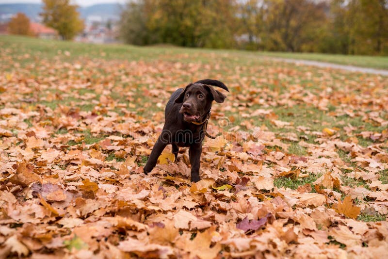 Chocolate Labrador Retriever Dog is Playing in the Park. Stock Image ...