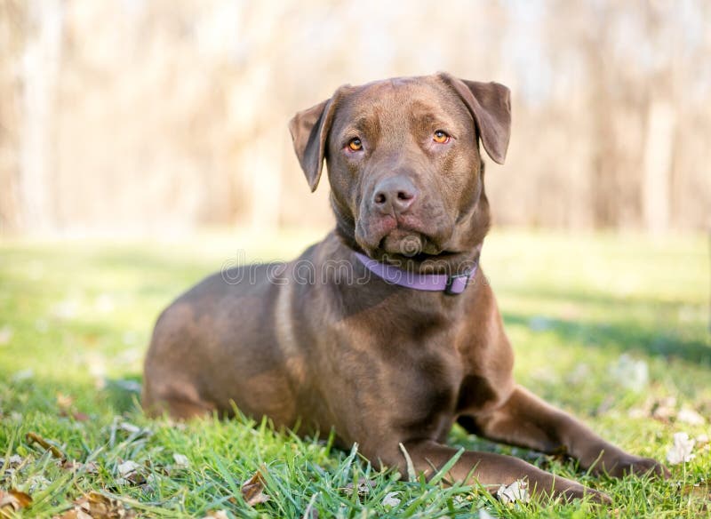 A Chocolate Labrador Retriever Dog Relaxing in the Grass Stock Photo ...