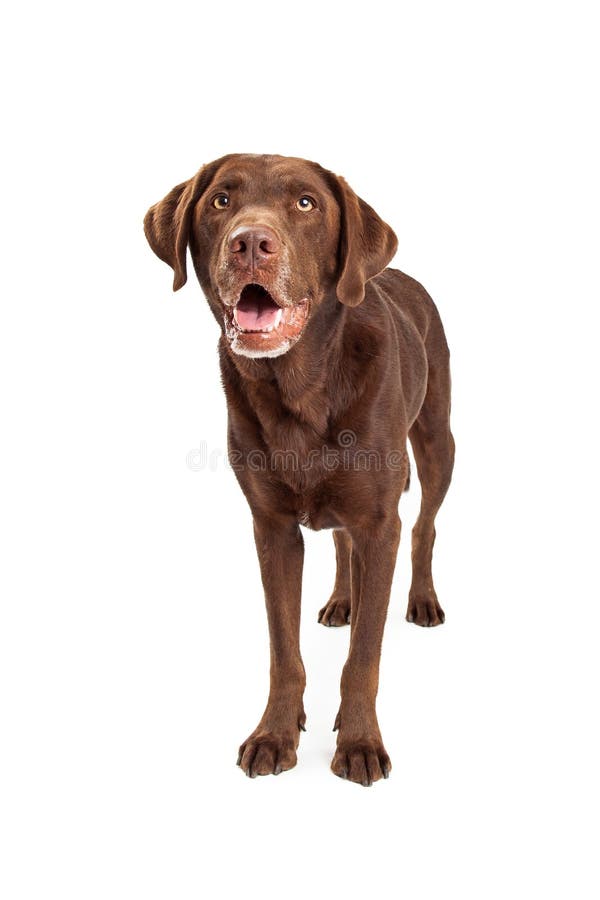 Chocolate Labrador Retriever Dog Standing Looking Forward Stock Photos ...