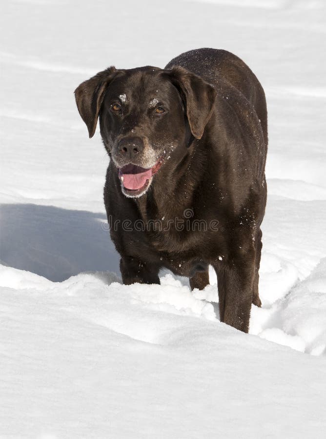 Chocolate Labrador Retriever Stock Image - Image of running, standing ...