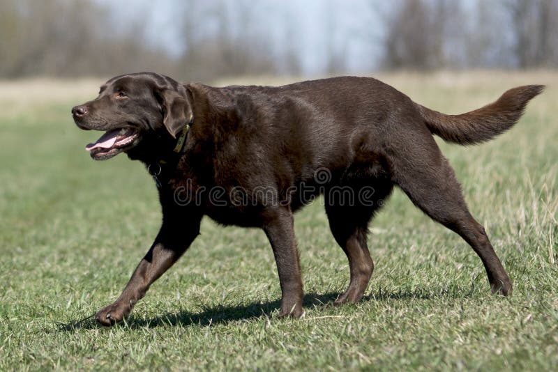 Chocolate Labrador Retriever in Field Stock Image - Image of healthy ...