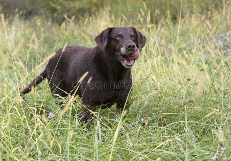 Chocolate Labrador Retriever Stock Photo - Image of muzzle, licking ...