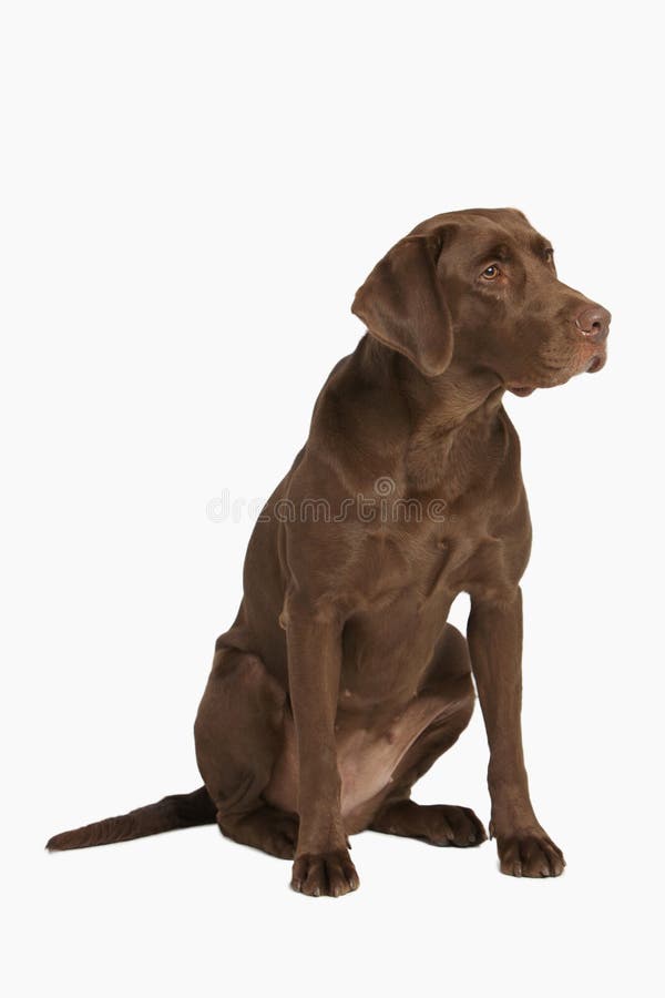 Fat Labrador Retriever, 7 Years Old, Sitting Stock Photo - Image of ...