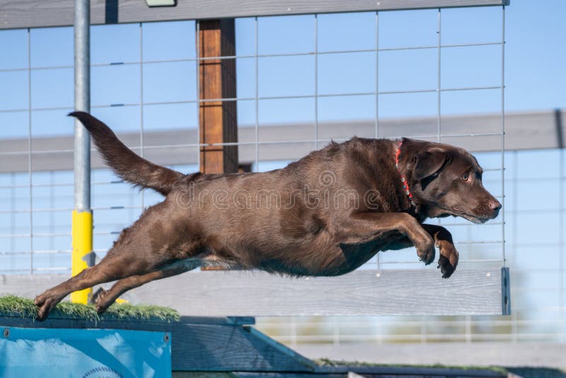 Chocolate Labrador Retriever Jumping Off of a Dock Stock Photo - Image ...