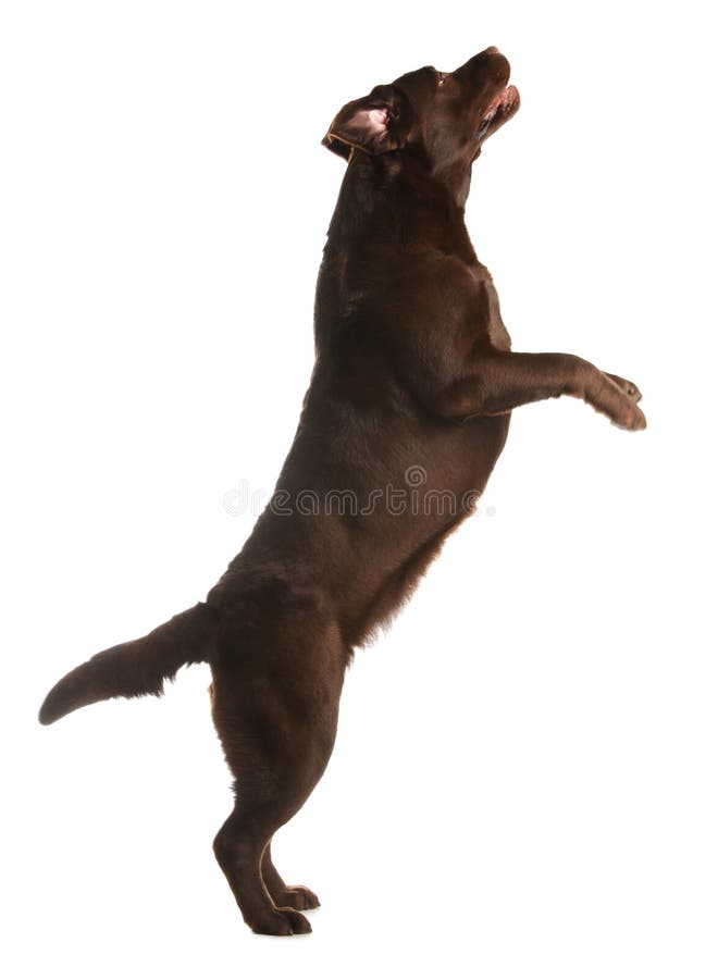 1,527 Labrador Retriever Jumping Stock Photos - Free & Royalty-Free ...