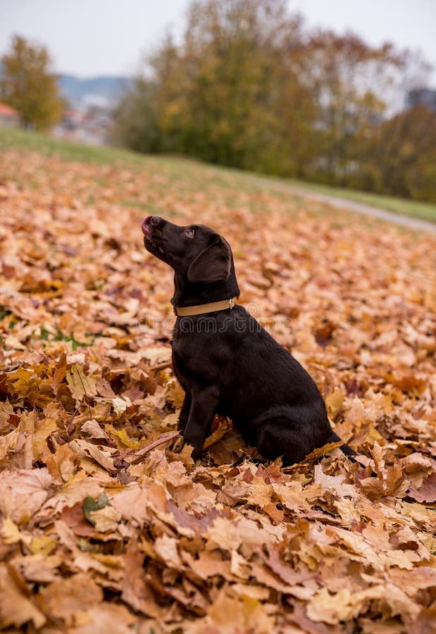Chocolate Labrador Retriever Playing with Autumn Leaves in Park Stock ...