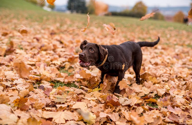 Chocolate Labrador Retriever Playing with Autumn Leaves in Park Stock ...