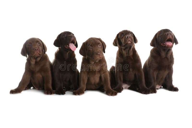 Chocolate Labrador Retriever Puppy Pooping on Floor Stock Image - Image ...