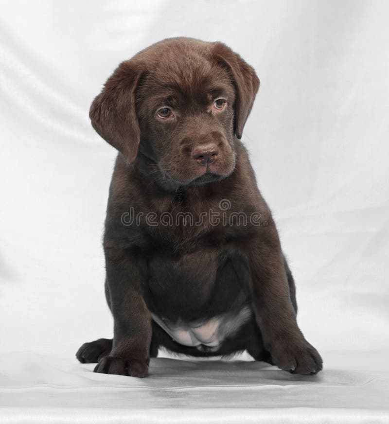 Chocolate Labrador Retriever Puppy Stock Photo - Image of loyalty ...