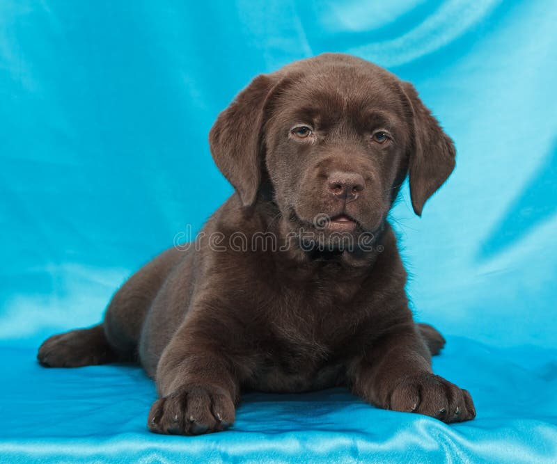 Chocolate Labrador Retriever Puppy Stock Image - Image of brown, cute ...