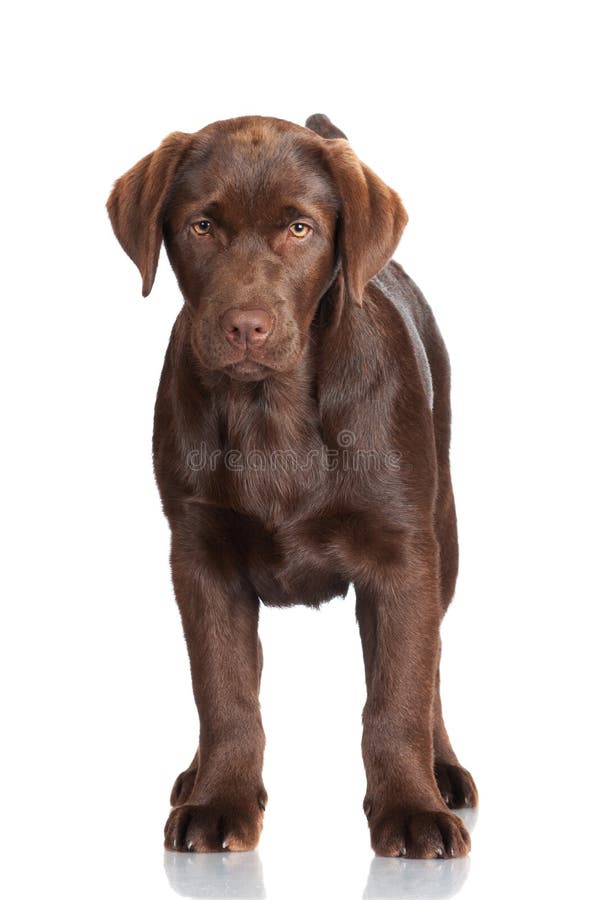 Chocolate Labrador Retriever Puppy Stock Photo - Image of eyes, hair ...