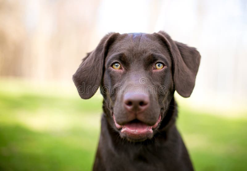 A Chocolate Labrador Retriever Puppy with a Happy Expression Stock ...