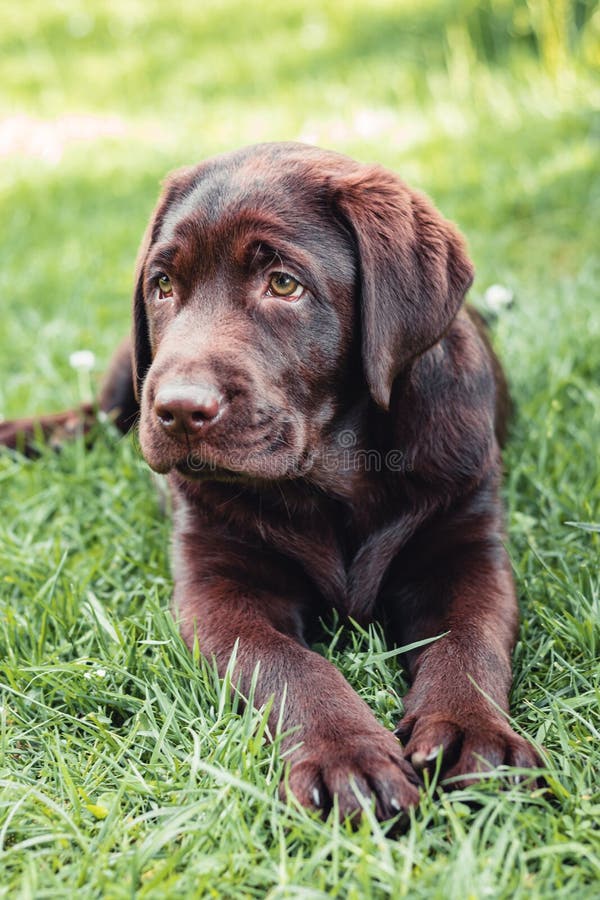 Chocolate Labrador Retriever Puppy Resting Lying on Green Grass Stock ...