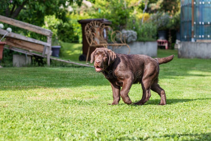 Chocolate Labrador Retriever Puppy Running on Green Grass Stock Photo ...
