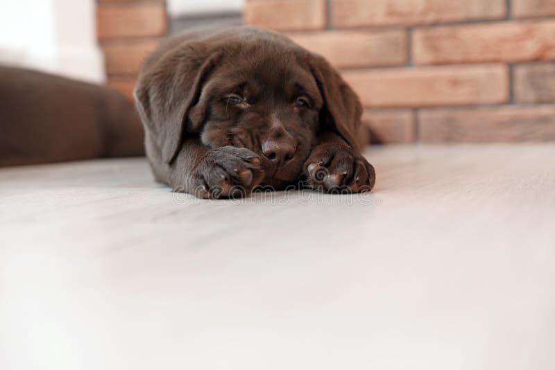 Chocolate Labrador Retriever Puppy Sleeping on Floor Stock Photo ...