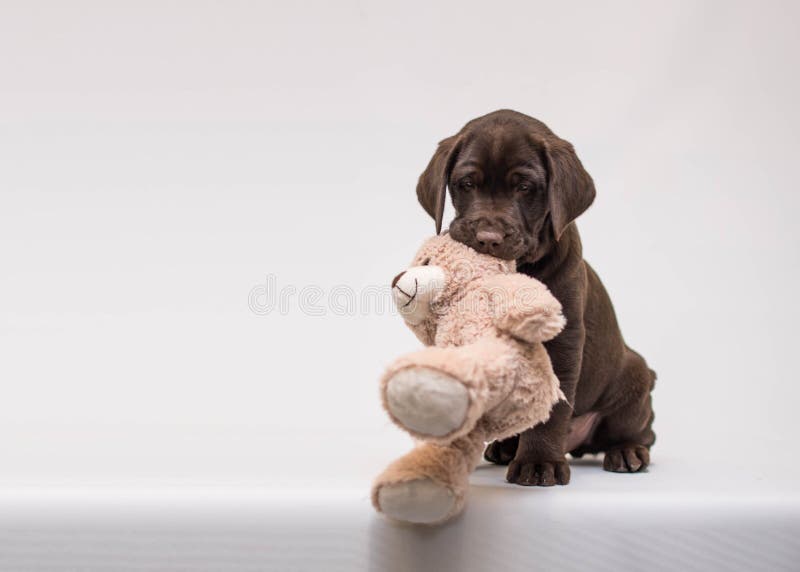 Chocolate Labrador Retriever Puppy with Teddy Bear Stock Photo - Image ...