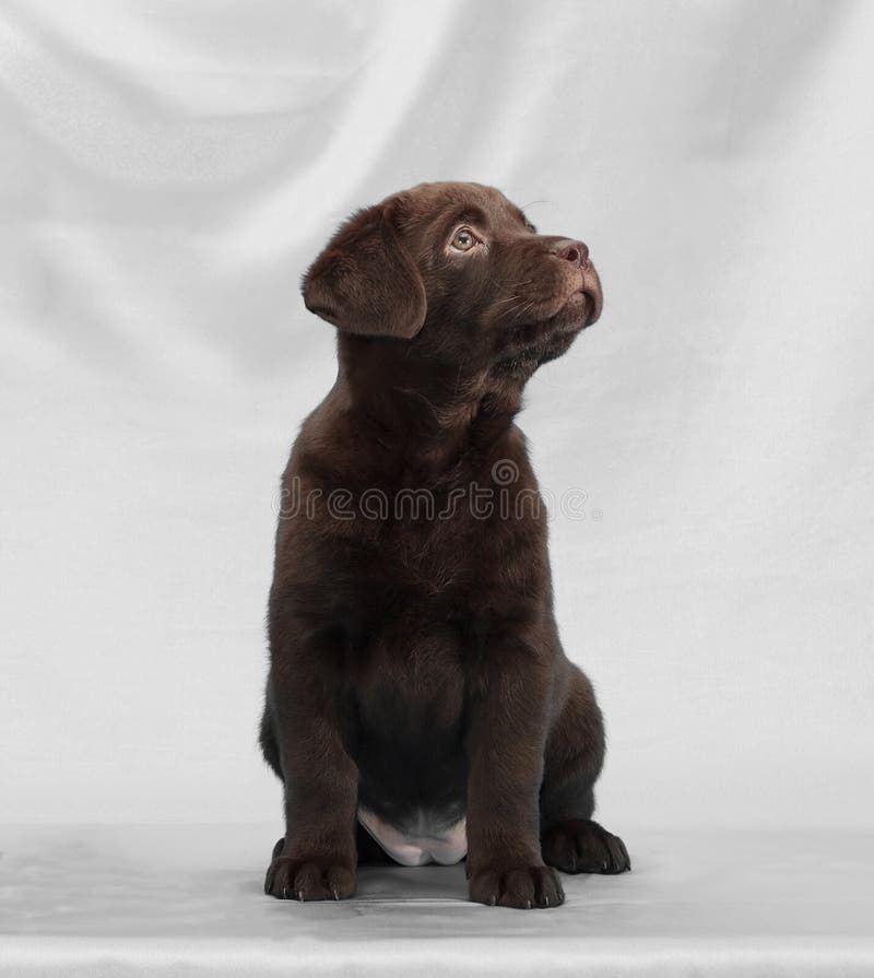 Chocolate Labrador Retriever Puppy Stock Photo - Image of pretty ...