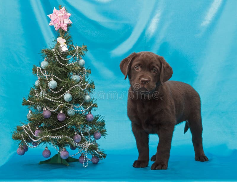 Chocolate Labrador Retriever Puppy Stock Photo - Image of blue, baby ...