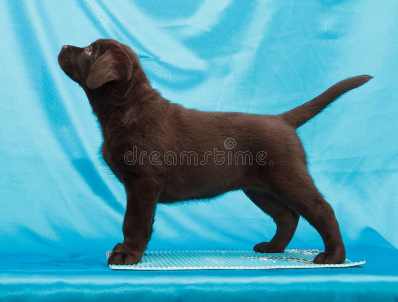 Chocolate Labrador Retriever Puppy Stock Image - Image of brown, side ...