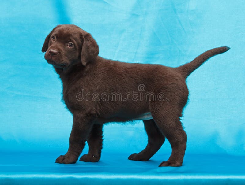 Chocolate Labrador Retriever Puppy Stock Photo - Image of chocolate ...