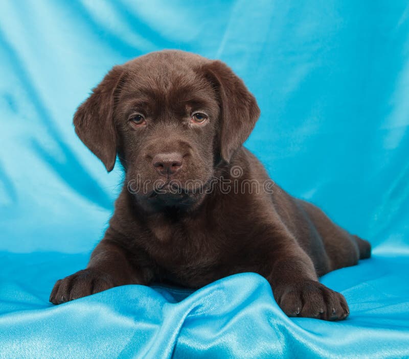 Chocolate Labrador Retriever Puppy Stock Photo - Image of blue ...