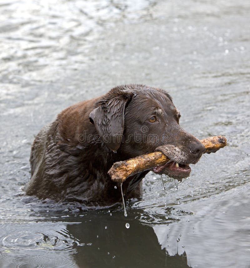 Chocolate Labrador Retriever Stock Image - Image of fields, muzzle ...