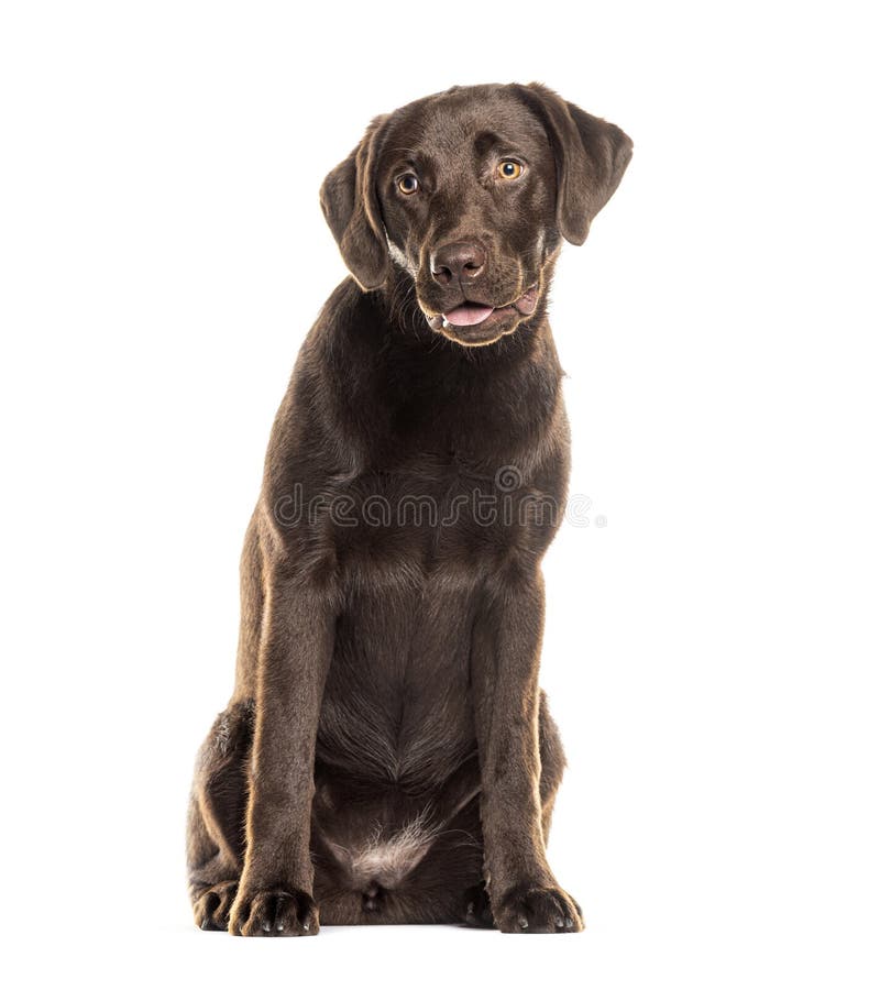775 Happy Chocolate Brown Lab Playing Stock Photos - Free & Royalty ...