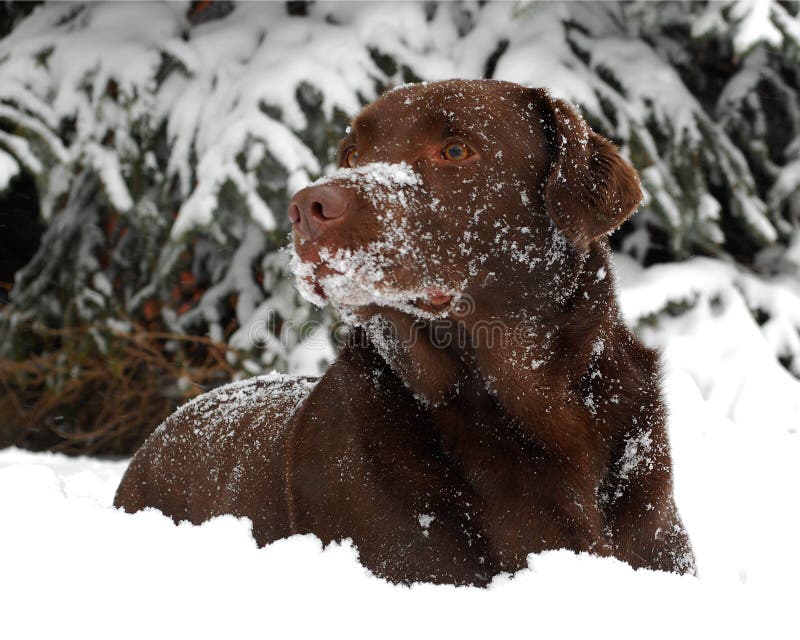 Chocolate Labrador Dog Desktop Wallpaper Winter 220+ Old Chocolate Lab