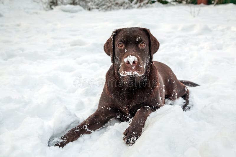 711 Sad Chocolate Labrador Stock Photos - Free & Royalty-Free Stock ...