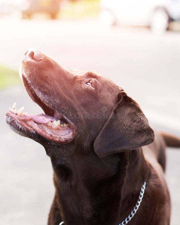 Chocolate Labrador Retriever With Stainless Steel Chain Collar Stock ...
