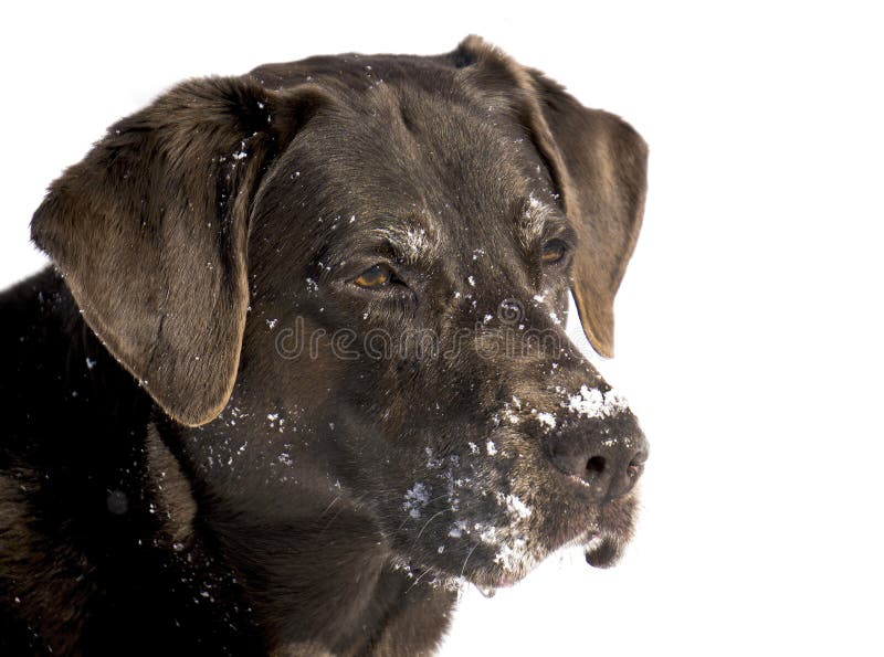 Chocolate Labrador Retriever Stock Image - Image of labrador, chocolate ...