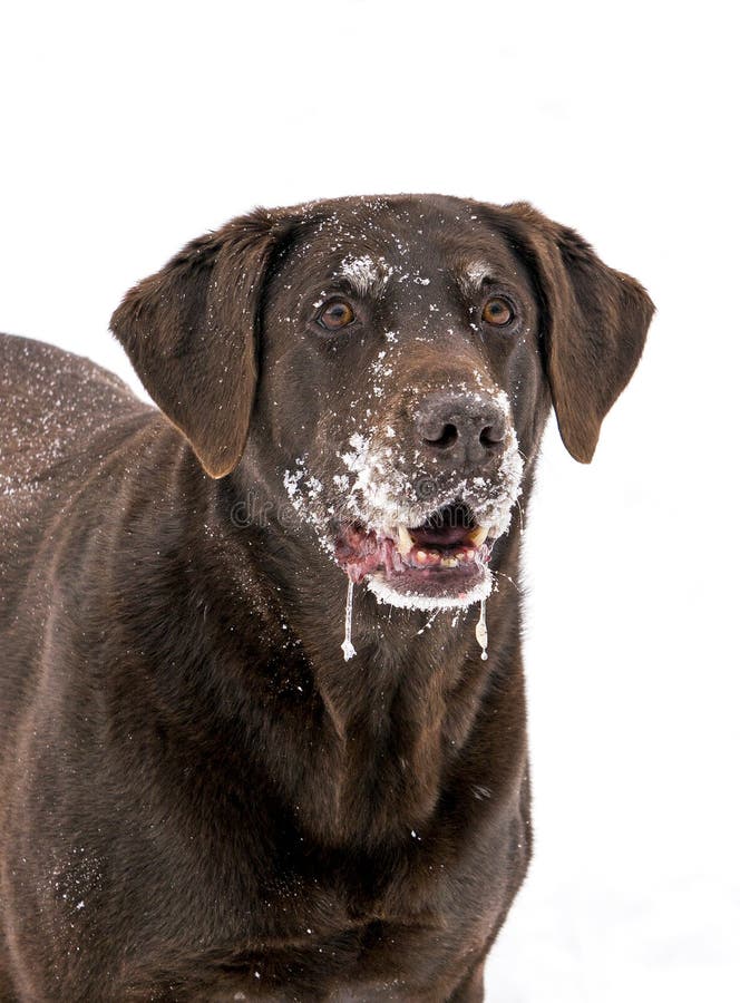 Chocolate Labrador Retriever Stock Image - Image of happy, smiling ...