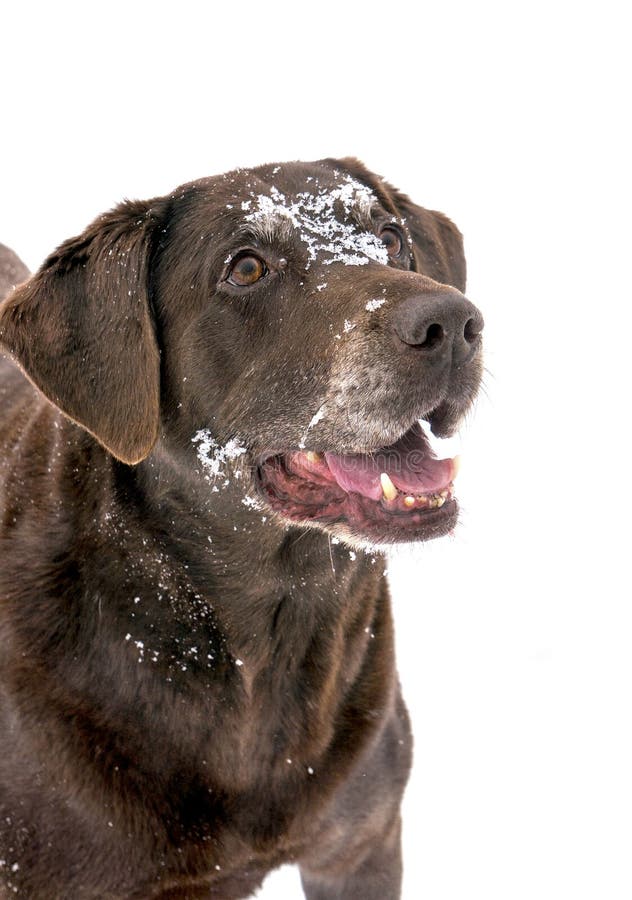 Chocolate Labrador Retriever Stock Image - Image of smiling, face: 39400273