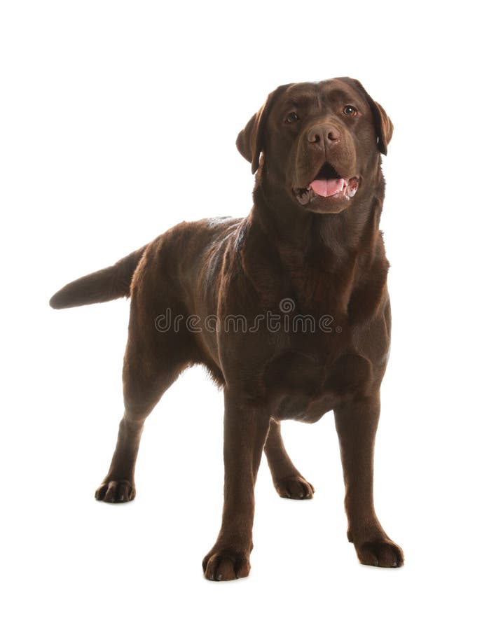 Chocolate Labrador Retriever Standing on White Stock Photo - Image of ...