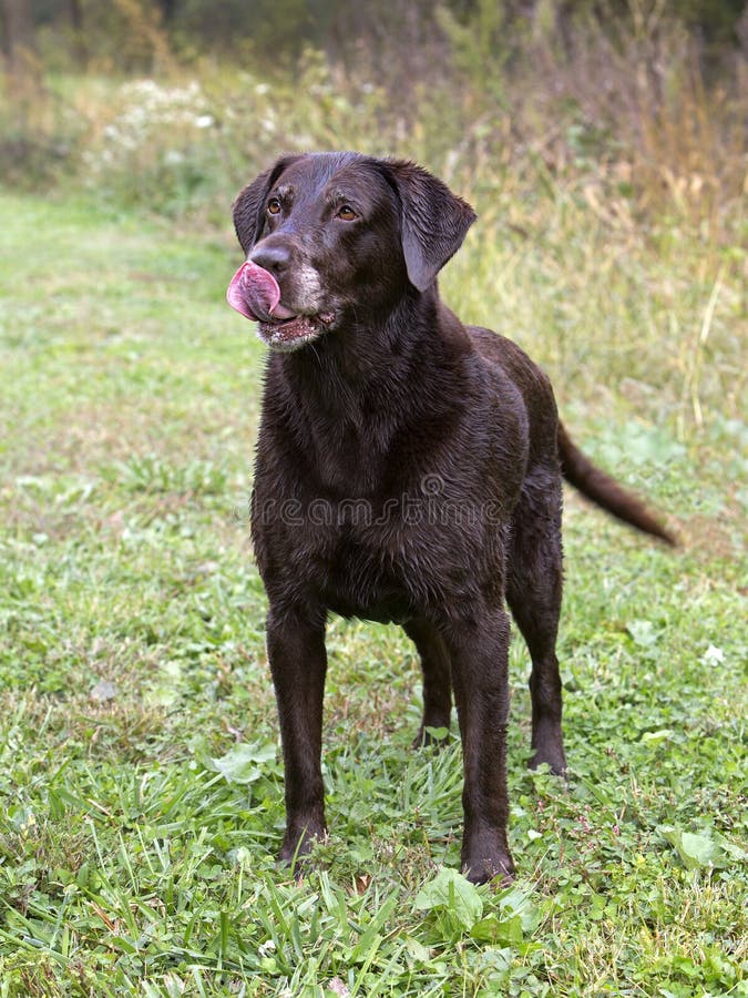 Chocolate Labrador Retriever Stock Image - Image of fields, muzzle ...