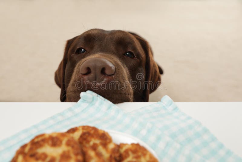 Chocolate Labrador Retriever at Table with Plate of Cookies Stock Photo ...
