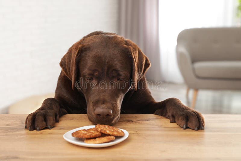 Chocolate Labrador Retriever at Table with Plate of Cookies Stock Image ...