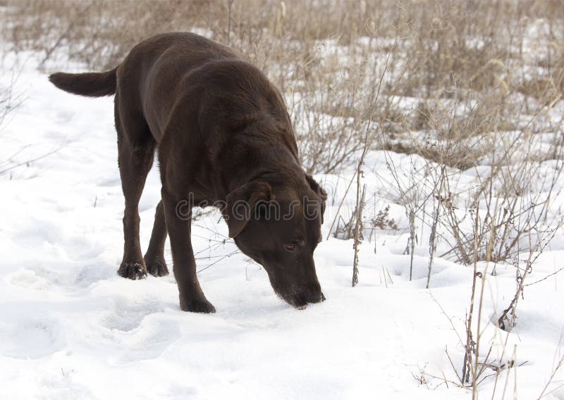 Chocolate Labrador Retriever Stock Image - Image of fields, muzzle ...