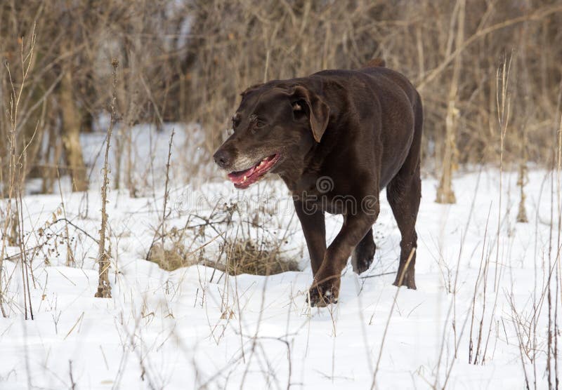 Chocolate Labrador Retriever Running in the Snow. Stock Photo - Image ...