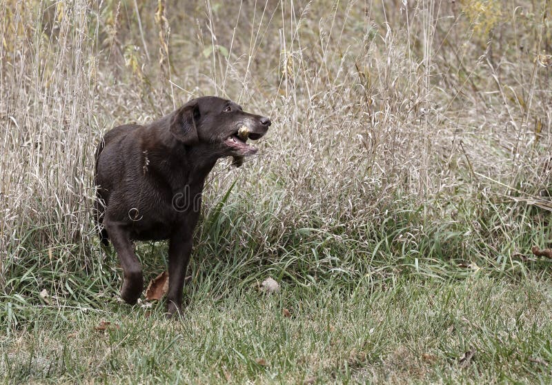 Chocolate Labrador Retriever Stock Photo - Image of hunting, fetching ...
