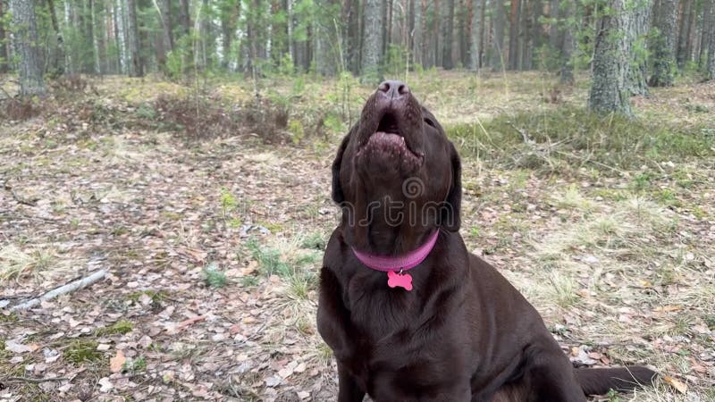 Chocolate Labrador Retriever with a Pink Collar Howling in Forest Stock ...