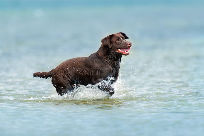 Chocolate labrador run stock image. Image of cute, jump - 98988415