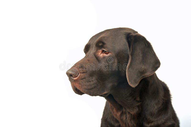 Chocolate labrador stock image. Image of isolated, side - 15026429