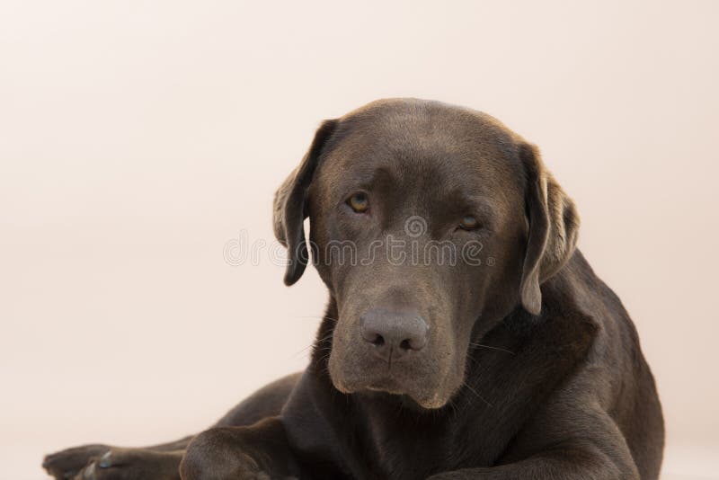 Chocolate Labrador Sitting and Looking Sad. Stock Photo - Image of ears ...