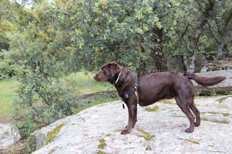A Chocolate Labrador Walking in the Countryside Stock Photo - Image of ...